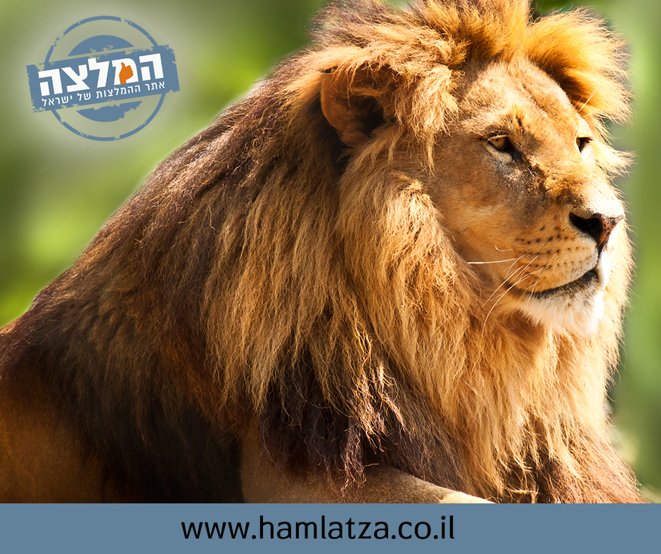 גן החיות התנ"כי ירושלים - חוויה לכל המשפחה - המלצה